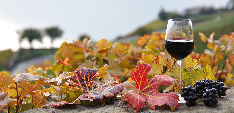 PHP.mk :: Неформално здружение на PHP програмери од Македонија